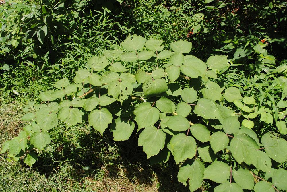 Photo of the leaves of Wine Raspberry (Rubus phoenicolasius) posted by ...