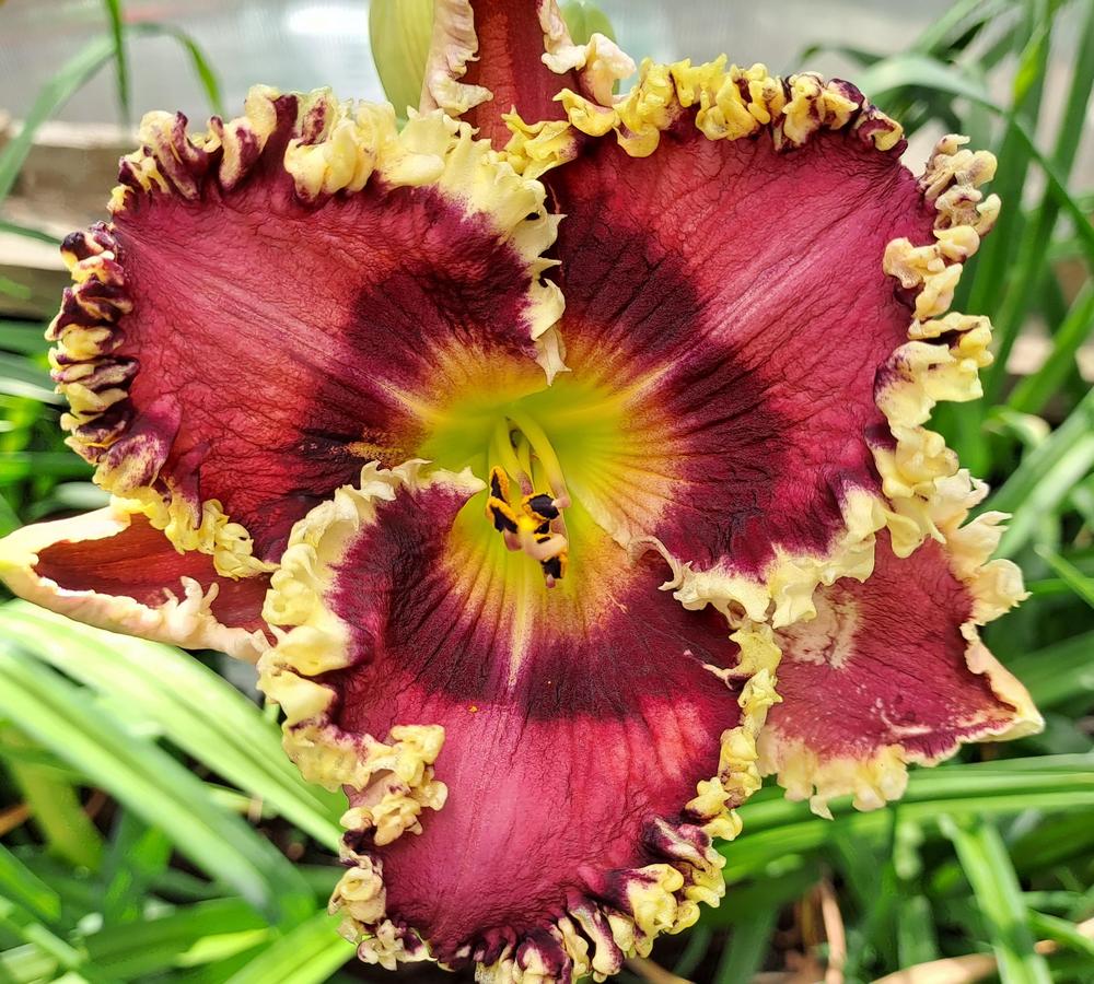 Photo of the bloom of Daylily (Hemerocallis 'Tumbleweed') posted by ...
