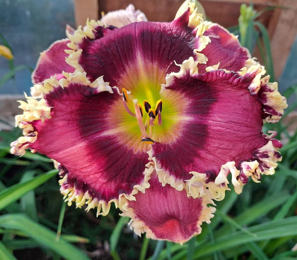 Photo of the bloom of Daylily (Hemerocallis 'Tumbleweed') posted by ...