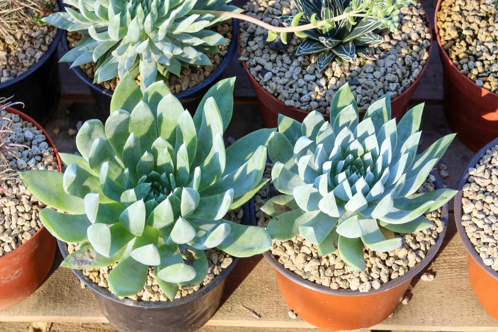 Photo of the entire plant of Dudleyas (Dudleya) posted by Baja_Costero ...