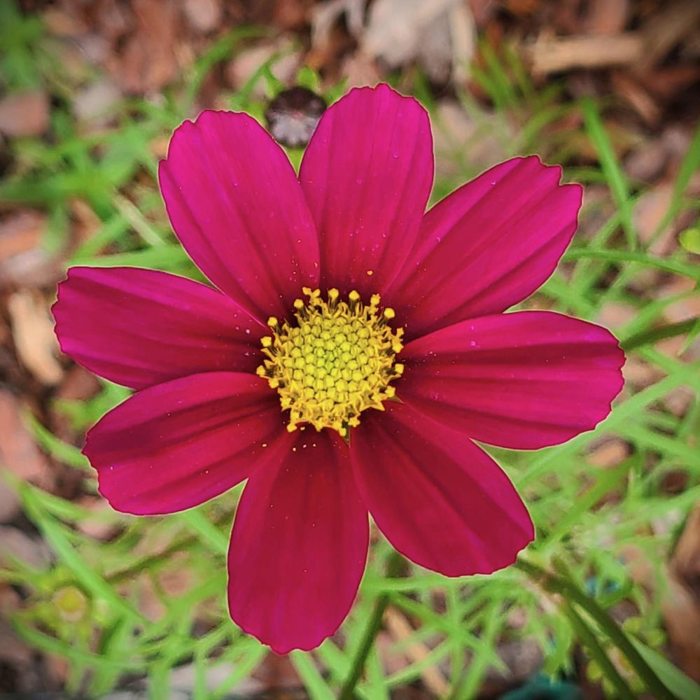 Photo of the bloom of Cosmos (Cosmos bipinnatus 'Versailles Red Carmine ...