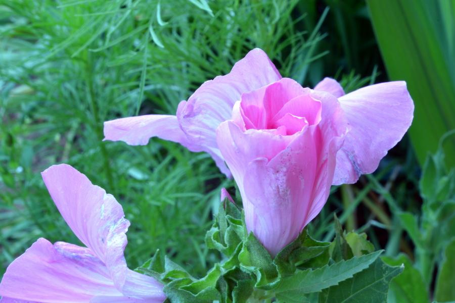 Photo of the bloom of Tree Mallow (Malva 'Barnsley') posted by jathton ...