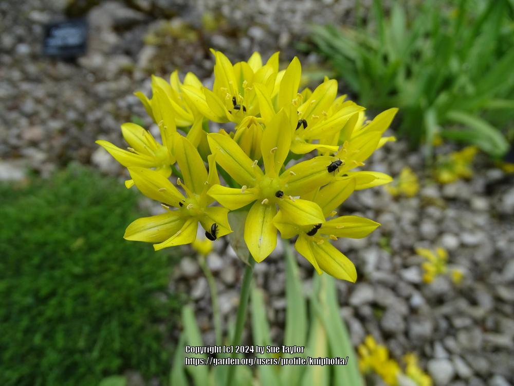 Photo of the bloom of Golden Garlic (Allium moly) posted by kniphofia ...