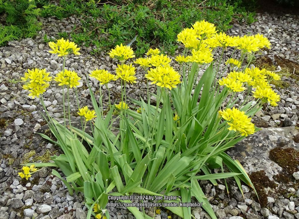 Photo of the entire plant of Golden Garlic (Allium moly) posted by ...