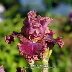 Tall Bearded Iris (Iris 'Electric Candy') in the Irises Database - Garden.org