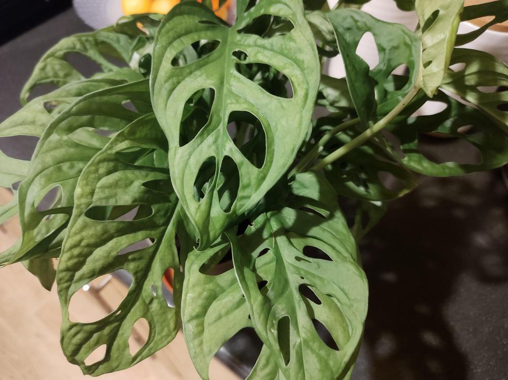 Photo of the entire plant of Swiss Cheese Vine (Monstera adansonii ...