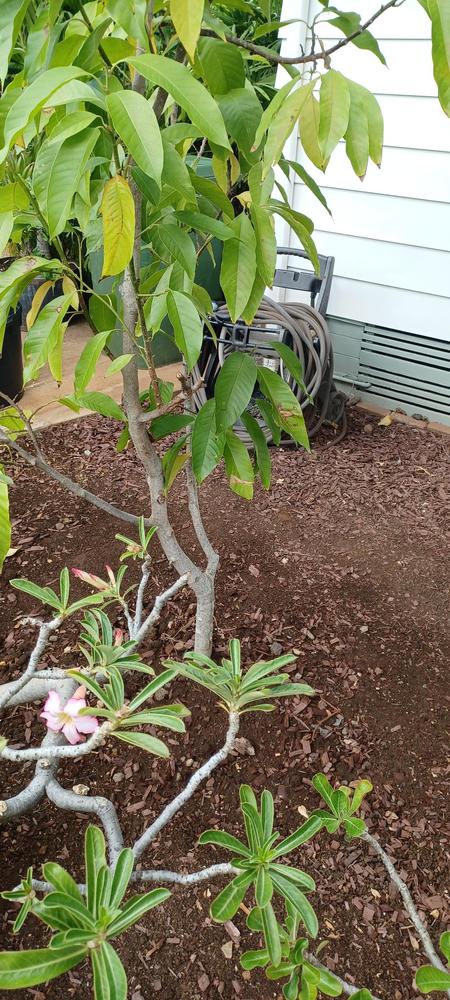 Pak Lan tree in the Ask a Question forum - Garden.org