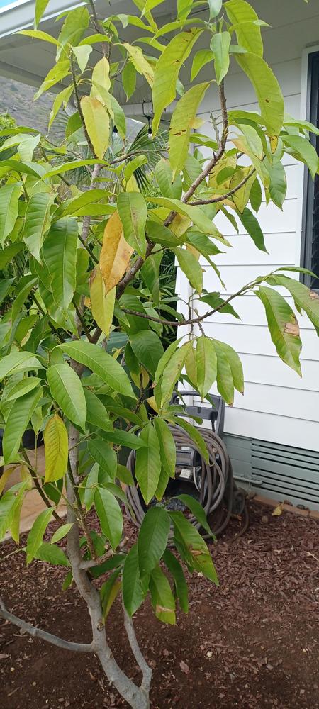 Pak Lan tree in the Ask a Question forum - Garden.org