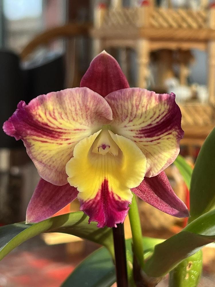 Orchid (Cattleya Candy Sparks) - Garden.org