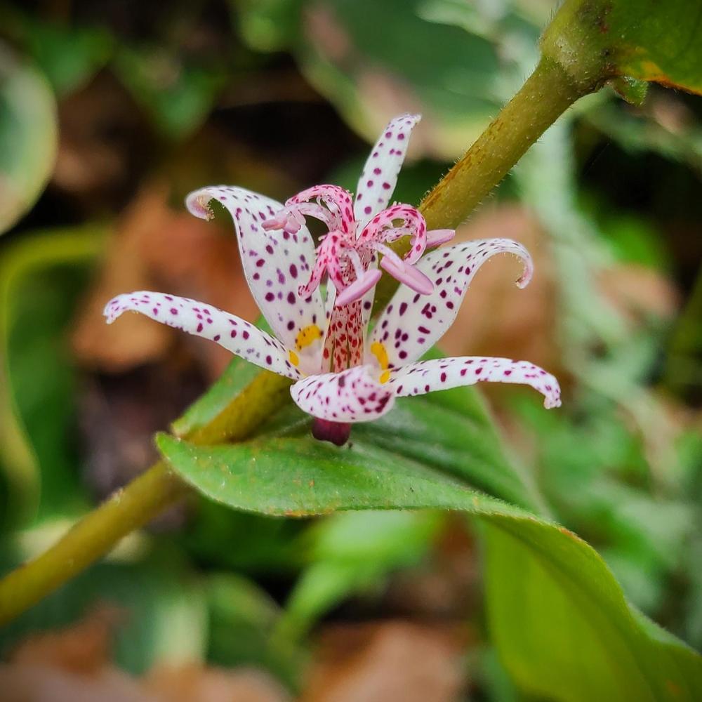 Japanese Toad Lily (Tricyrtis hirta) in the Toad Lilies Database ...