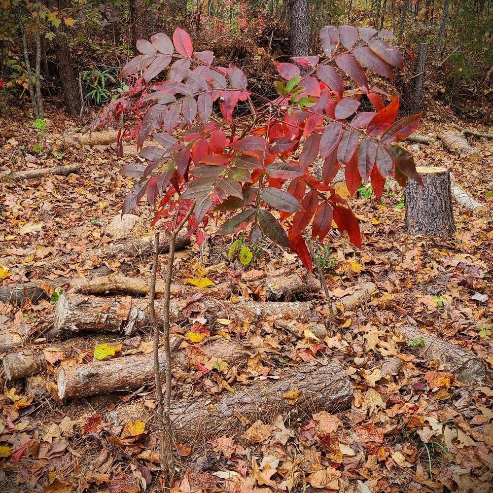 Photo of the fall color of Winged Sumac (Rhus copallina) posted by ...