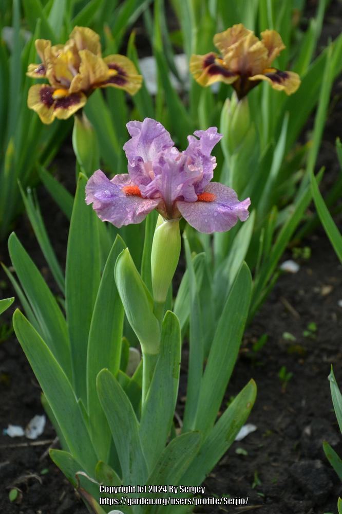 Photo of the bloom of Standard Dwarf Bearded Iris (Iris 'Sweet Devotion') posted by Serjio ...