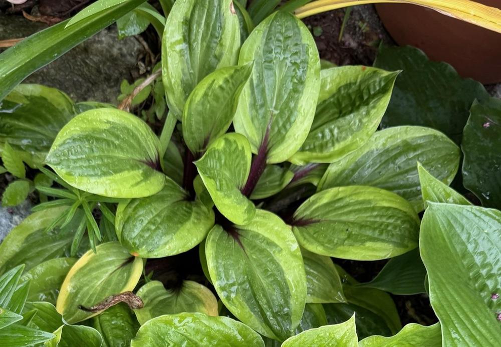 Photo of the entire plant of Hosta 'Avocado Toast' posted by crawgarden ...
