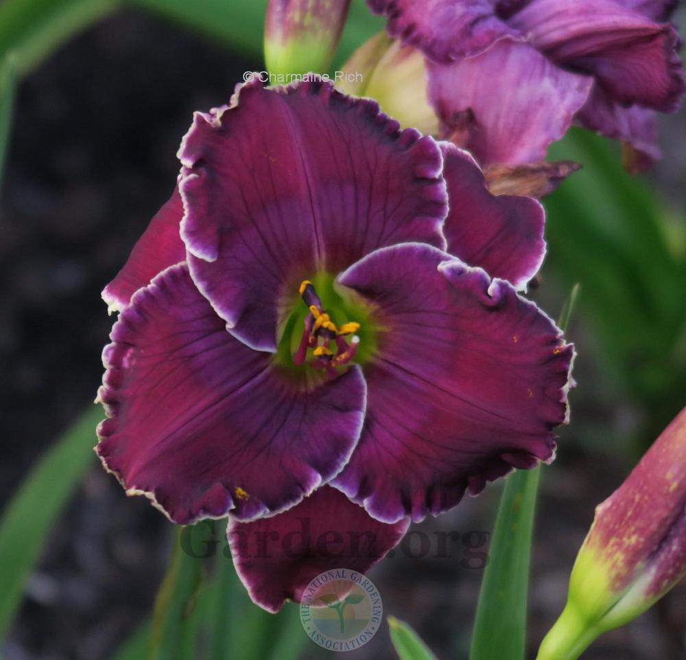 Photo of the bloom of Daylily (Hemerocallis 'George Orwell') posted by ...