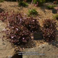 Photo of the entire plant of Geranium 'Dusky Rose' posted by ...