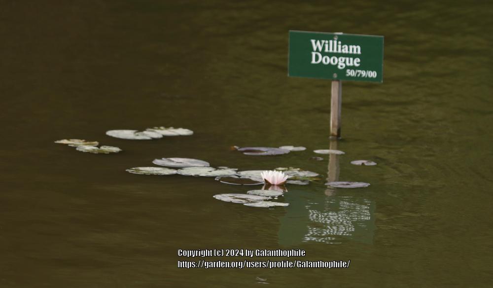 Photo of the entire plant of Hardy Water Lily (Nymphaea 'Wm. Doogue ...