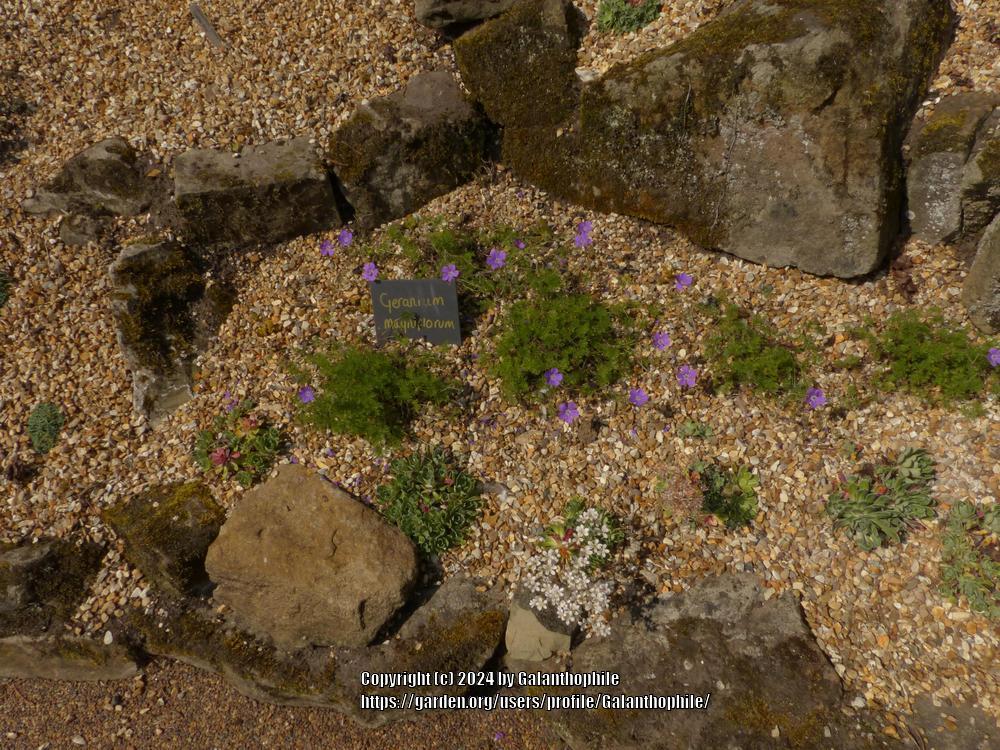 Photo of the entire plant of Cape Cranesbill (Geranium magniflorum ...