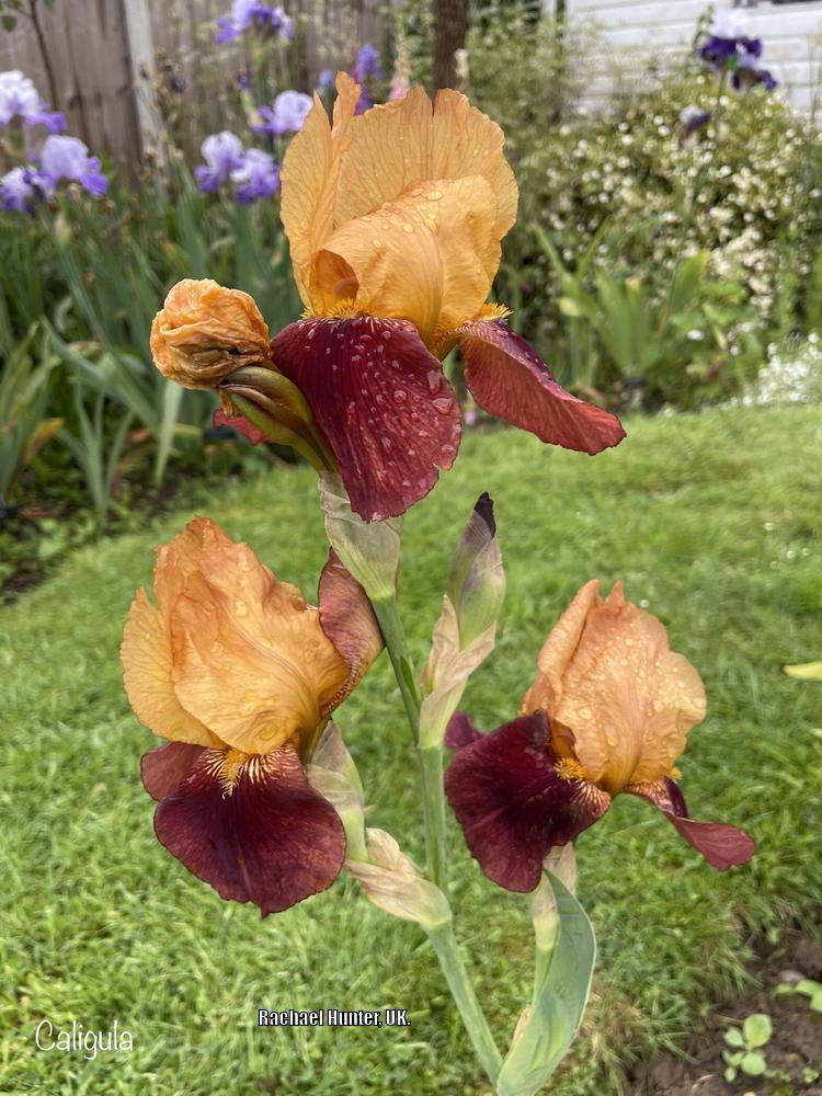 Tall Bearded Iris (Iris 'Caligula') in the Irises Database - Garden.org
