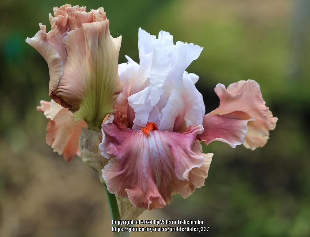 Photo of the bloom of Tall Bearded Iris (Iris 'Magic Mirror') posted by Valery33 - Garden.org