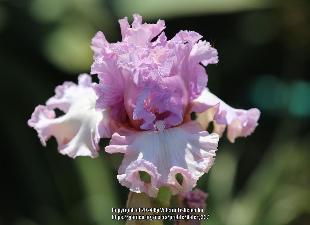 Tall Bearded Iris (Iris 'Magical Moment') in the Irises Database - Garden.org