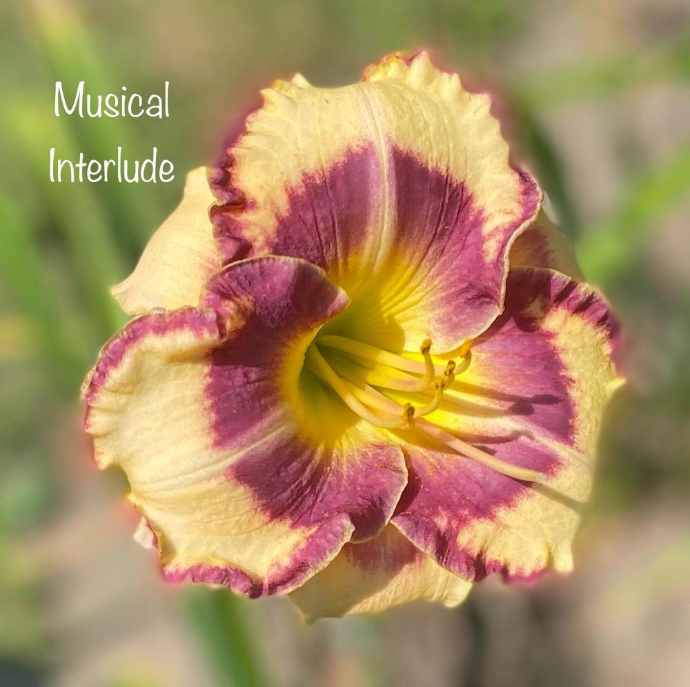 Photo of the bloom of Daylily (Hemerocallis 'Musical Interlude') posted by amberjewel - Garden.org