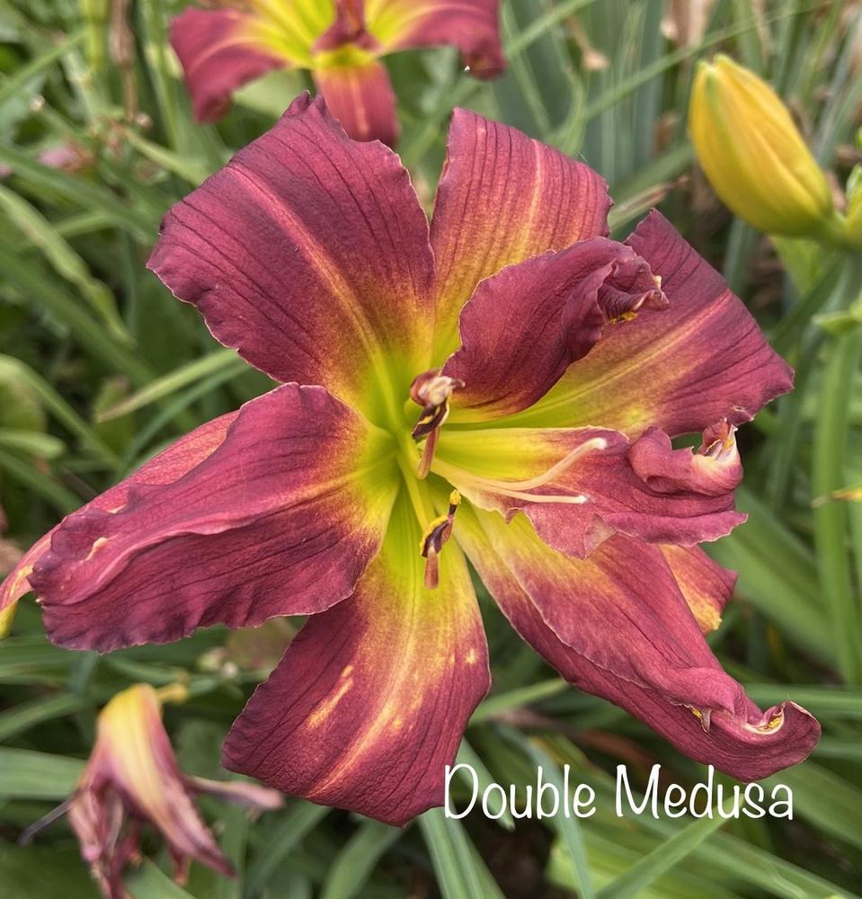 Photo of the bloom of Daylily (Hemerocallis 'Double Medusa') posted by amberjewel - Garden.org
