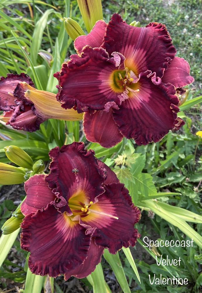 Photo of the bloom of Daylily (Hemerocallis 'Spacecoast Velvet ...