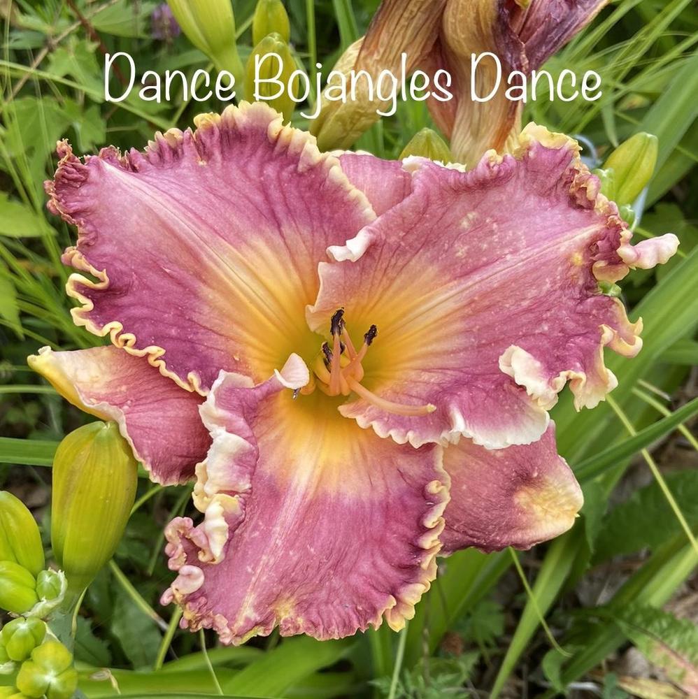 Photo of the bloom of Daylily (Hemerocallis 'Dance Bojangles Dance ...