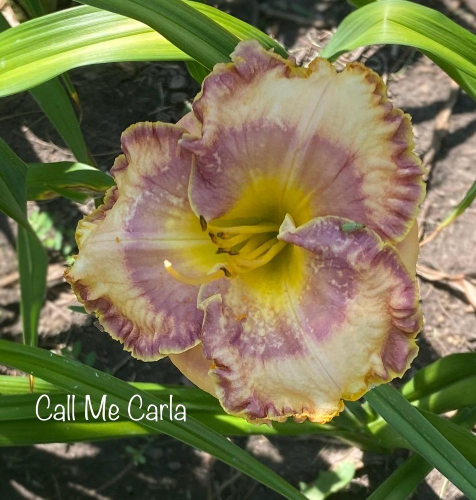 Photo of the bloom of Daylily (Hemerocallis 'Call Me Carla') posted by ...