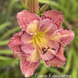 Daylily (Hemerocallis 'Cosmic Kaleidoscope') in the Daylilies Database - Garden.org