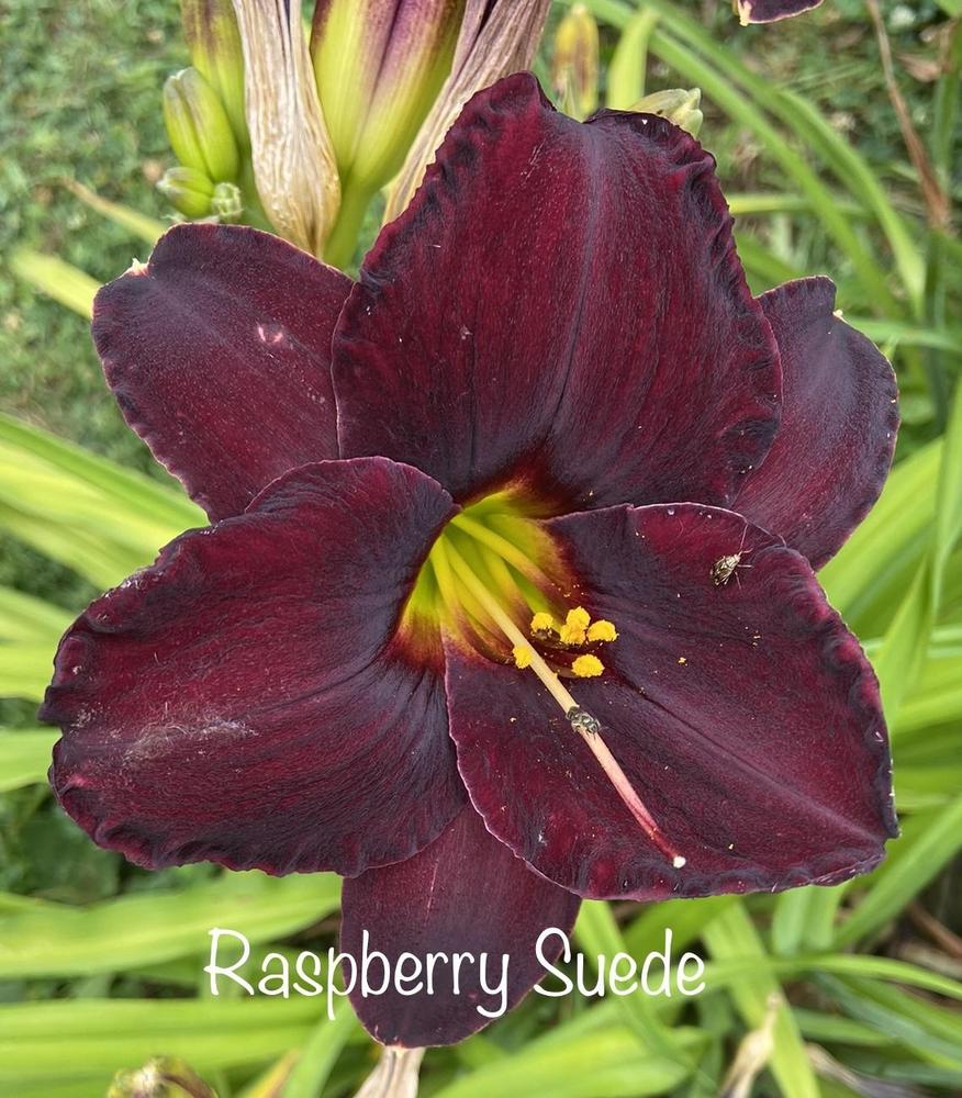 Photo of the bloom of Daylily (Hemerocallis 'Raspberry Suede') posted ...