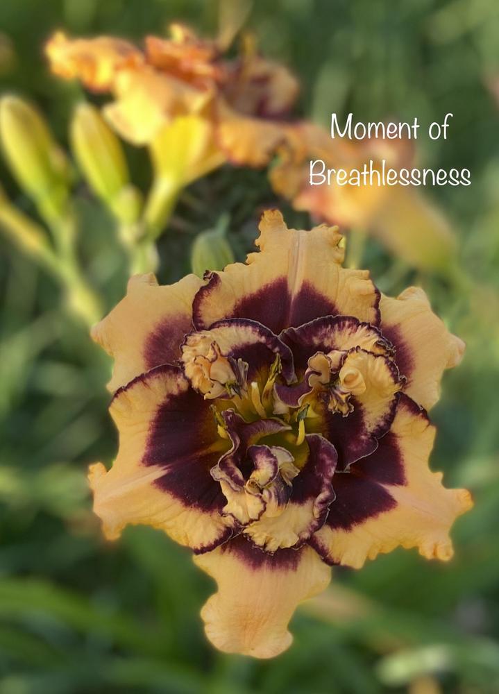 Daylily (Hemerocallis 'Moment of Breathlessness') in the Daylilies ...