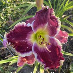 Daylily (Hemerocallis 'Master and Bold Ruler') in the Daylilies Database - Garden.org