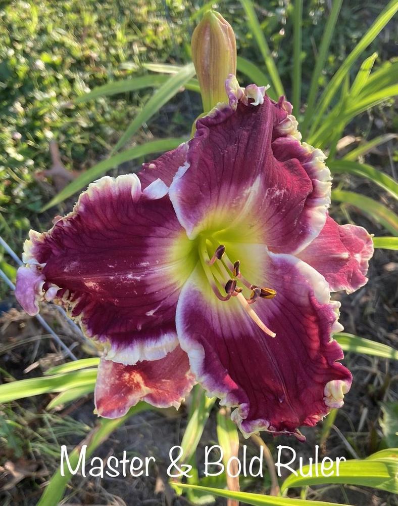 Photo of the bloom of Daylily (Hemerocallis 'Master and Bold Ruler ...
