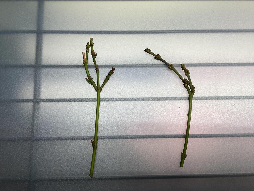 Pruning 'witches' broom' varieties in the Japanese Maples forum ...