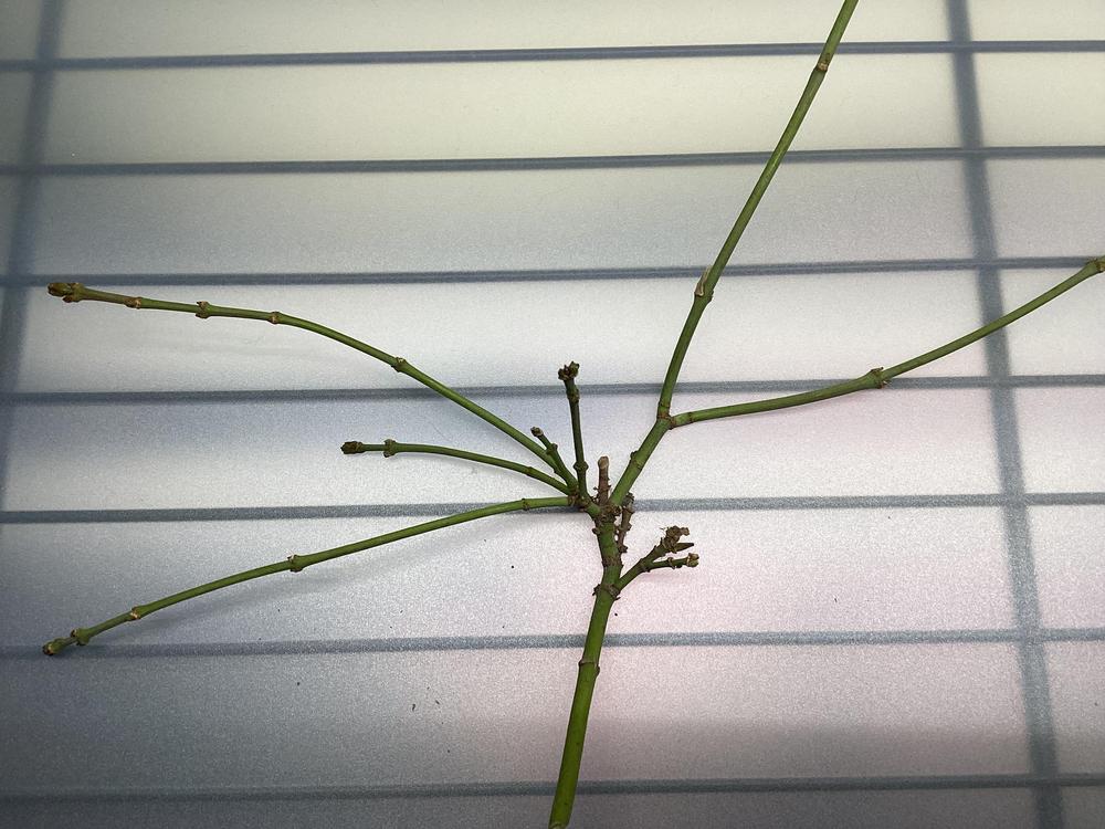 Pruning 'witches' broom' varieties in the Japanese Maples forum ...