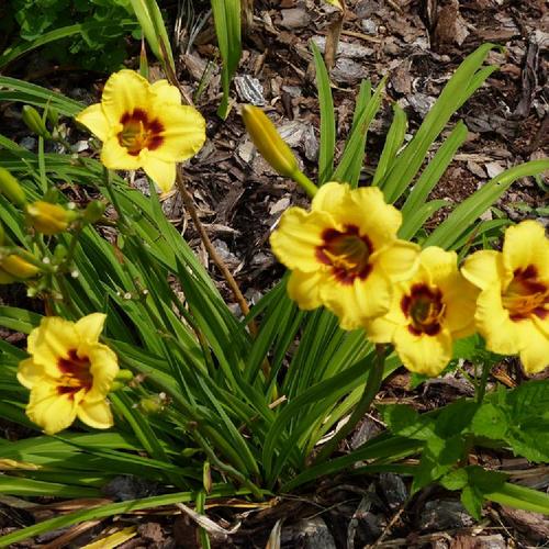 Daylily (Hemerocallis 'Siloam June Bug') in the Daylilies Database ...