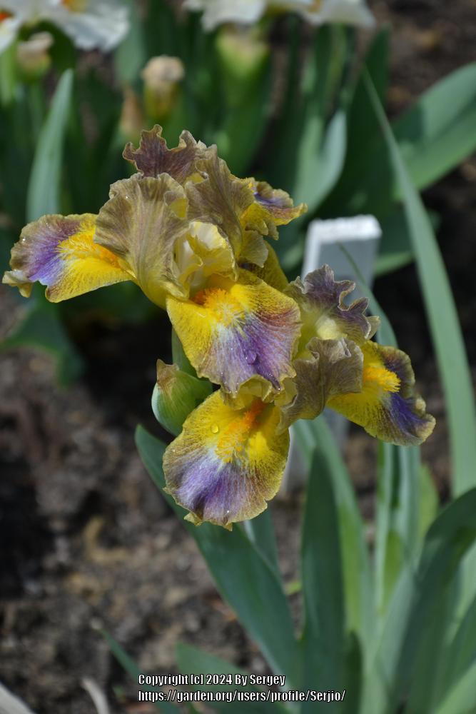 Photo of the bloom of Standard Dwarf Bearded Iris (Iris 'Sun Going Down ...