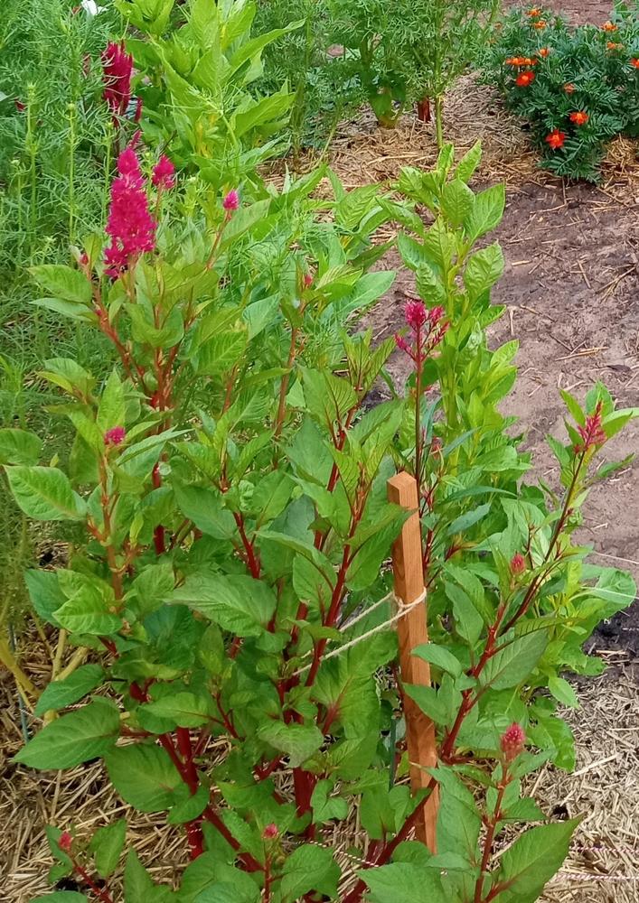 Plume Plant (Celosia argentea 'Pampas Plume') - Garden.org