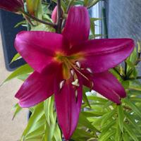 Photo of the bloom of Lily (Lilium 'Touchstone') posted by gwhizz ...
