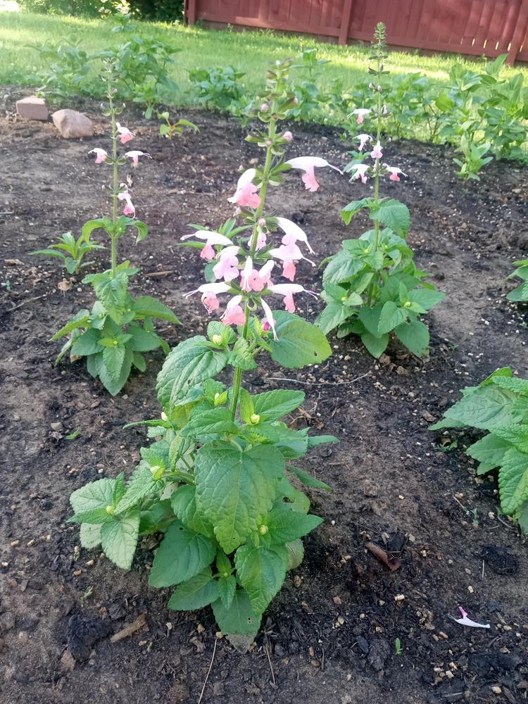 Photo of the entire plant of Sage (Salvia coccinea Summer Jewel™ Pink ...
