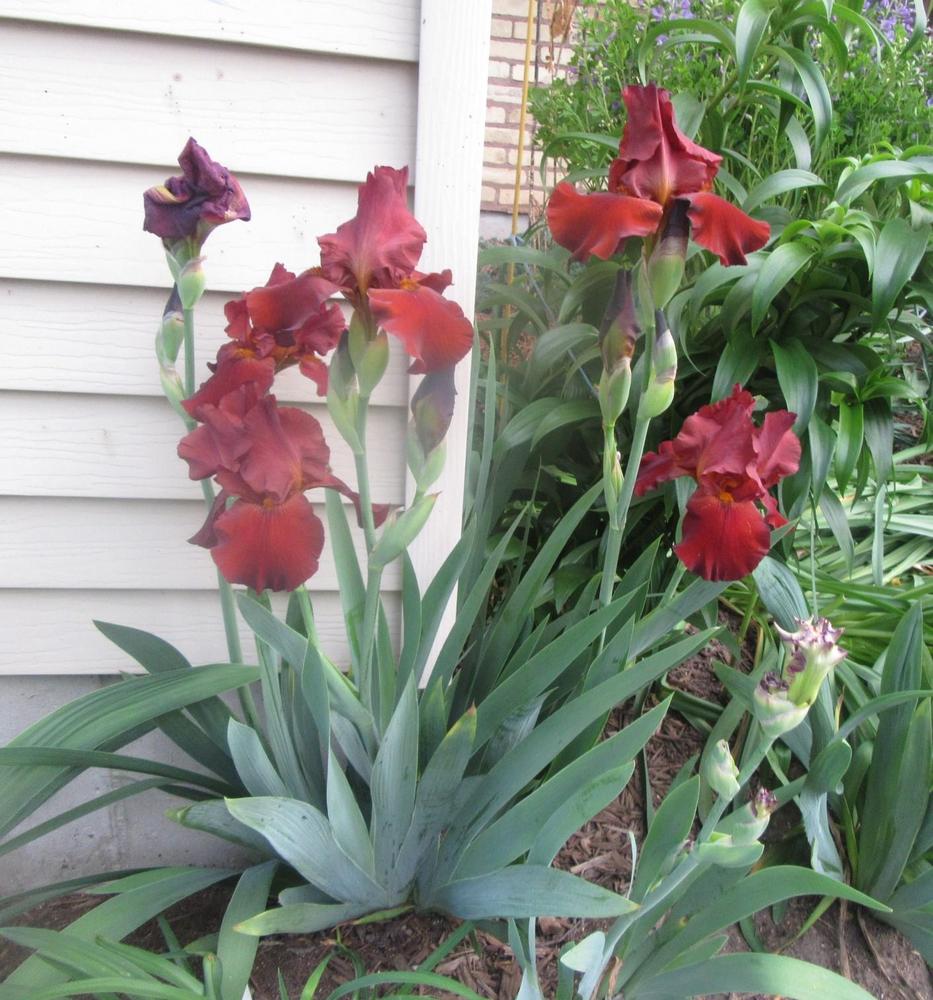 Your favorite red iris? in the Irises forum - Garden.org