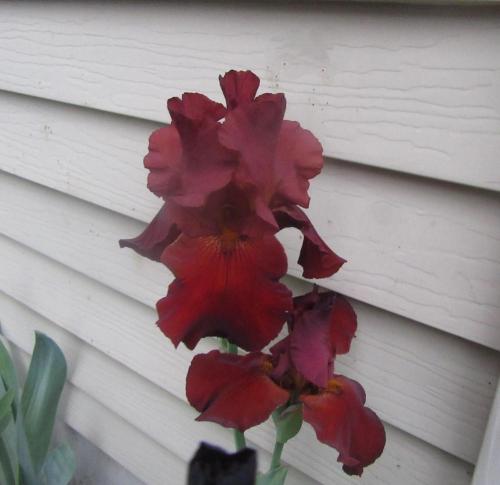 Your favorite red iris? in the Irises forum - Garden.org