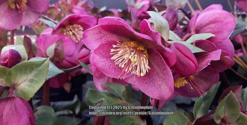 Photo of the bloom of Hellebore (Helleborus Winter Angels™ Charmer ...
