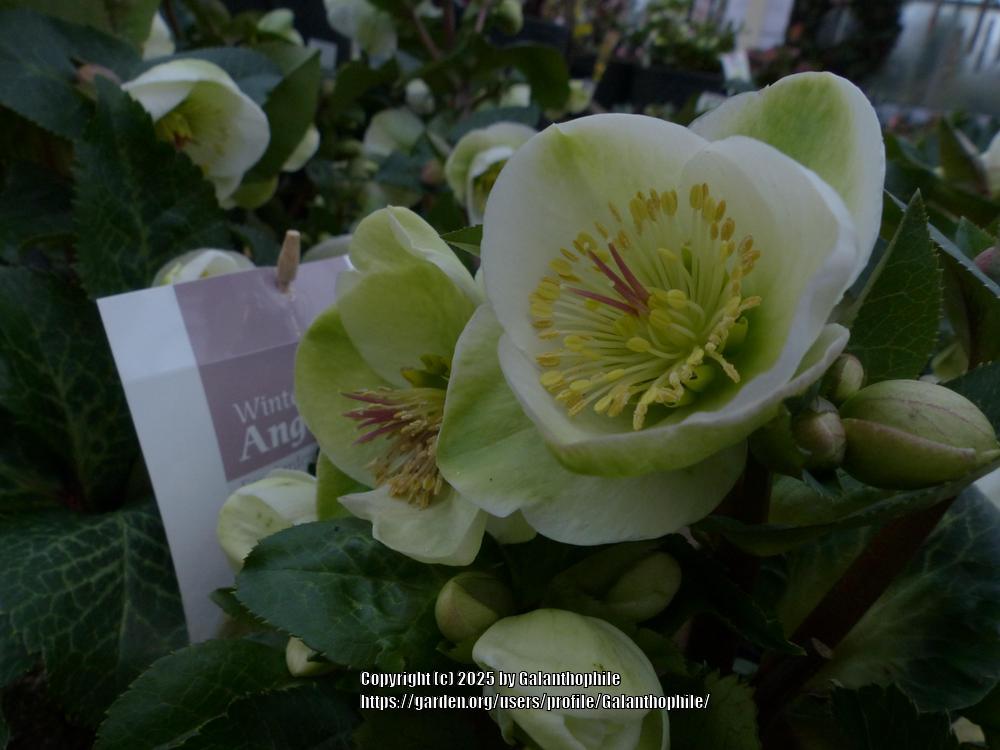 Photo of the bloom of Lenten Rose (Helleborus FrostKiss™ Moondance ...