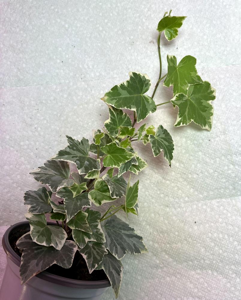 Photo of the seedling or young plant of English Ivy (Hedera helix 'Gold ...