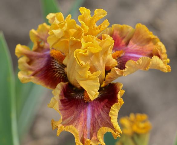 Tall Bearded Iris (Iris 'Tropical Vibes') in the Irises Database ...