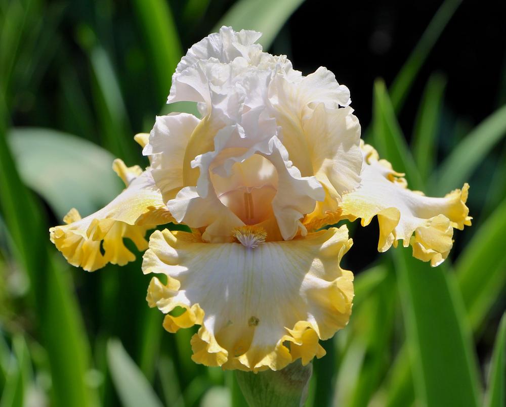 Photo of the bloom of Tall Bearded Iris (Iris 'Ease Your Mind') posted ...