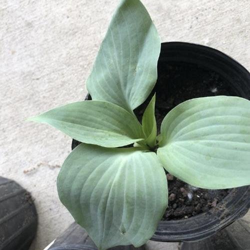 Hosta alphabet B in the Hostas forum - Garden.org