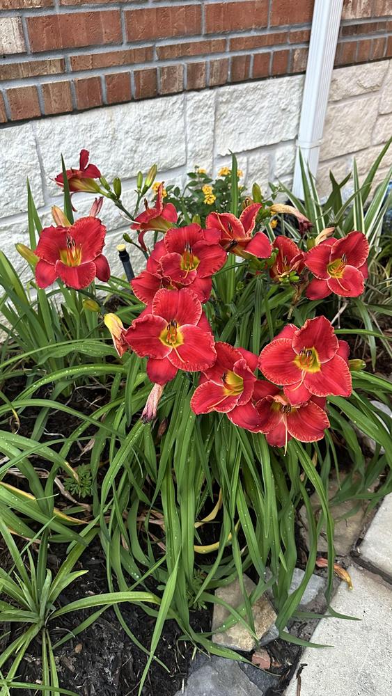 Photo of the entire plant of Daylily (Hemerocallis 'Maui Sunrise ...